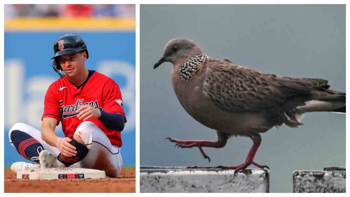 Another MLB Player, Will Brennan, Hit A Bird With A Baseball | OutKick
