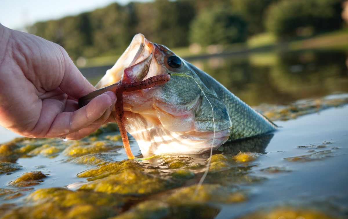 Cheating Fishermen Receive Prison Sentences After Pleading Guilty | OutKick Cheating Fishermen Receive Prison Sentences After Pleading Guilty | OutKick