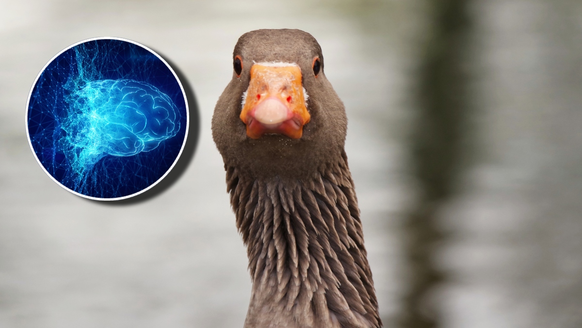 AI Can Now Identify Individual Geese, In What Some Are Calling The Most ...