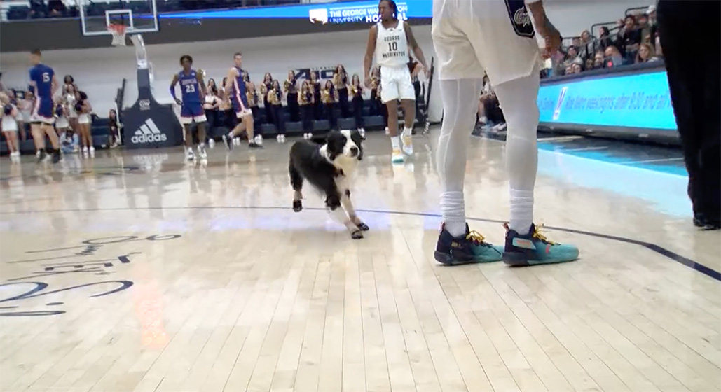 Rogue Dog Halts College Basketball Game, Scares Player Half To Death ...