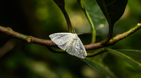 Pesky Rash-Causing Moths Apparently Itching To Fly Our Way | OutKick
