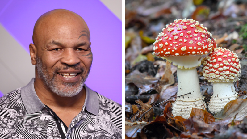 Mike Tyson: 'I Take Psychedelics Every Day' | OutKick Mike Tyson: 'I Take Psychedelics Every Day' | OutKick
