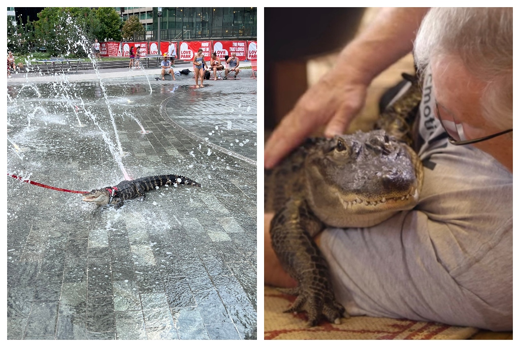 Emotional Support Alligator Walks Through Park, Nobody Cares | OutKick