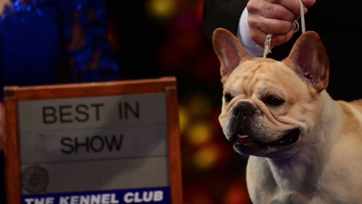 PETA Very Mad About Dog Show Winner, Says They Oppose ‘Speciesism ...