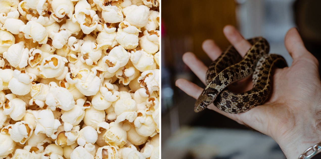 Virginia Woman Finds Large Snake Inside Popcorn Bag At Grocery Store ...