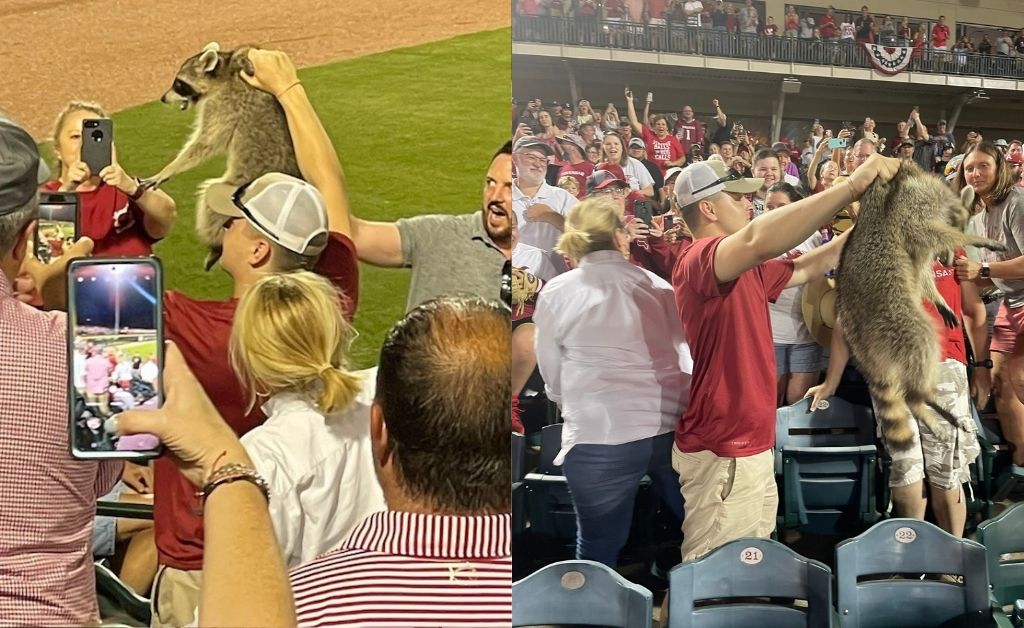 Rally Raccoon: Arkansas Baseball Fan Catches Raccoon In Stands | OutKick