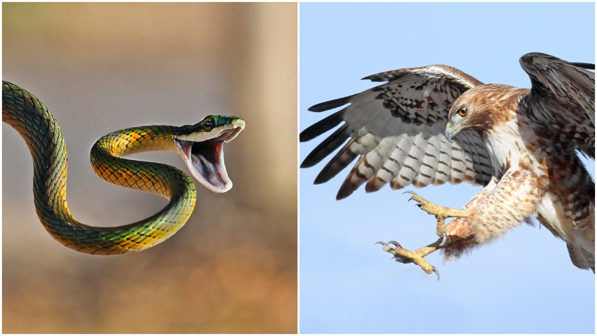 Woman Attacked By Snake And Hawk At The Same Time After Reptile Fell ...
