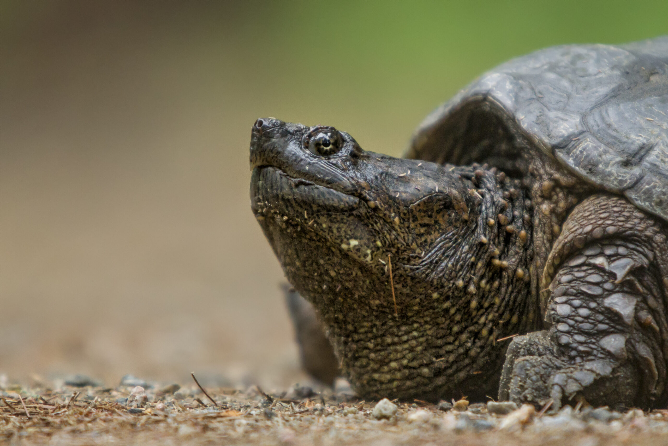 Notoriously Horny Snapping Turtle, ‘Shnappy,’ Missing; Tragically ...