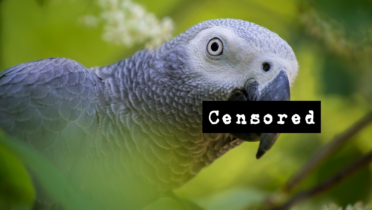 British Zoo Has Some Parrots Who Swear Like Sailors And Needs To Have A ...