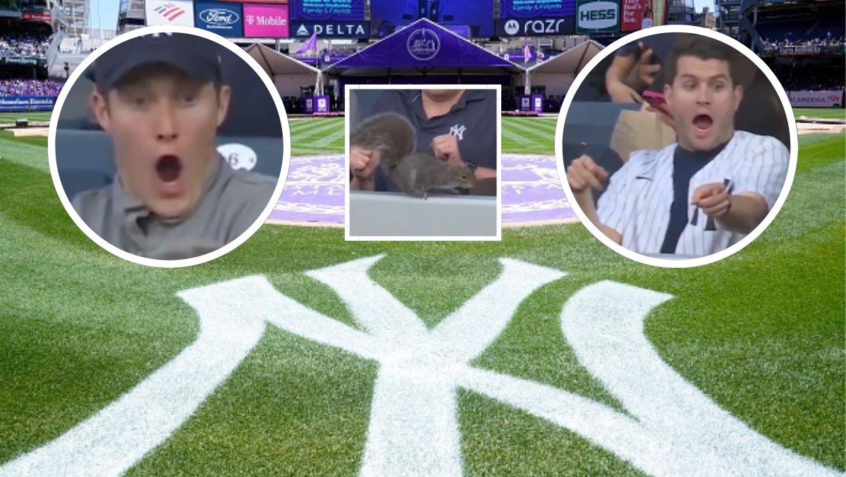 Crazy Squirrel Turns Yankees Fans Into Open-Mouth Emojis; Softest ...