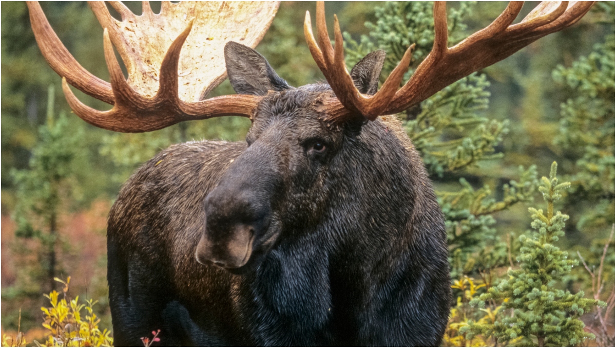 Massive Moose Charges Skiers In Jackson Hole: VIDEO | OutKick