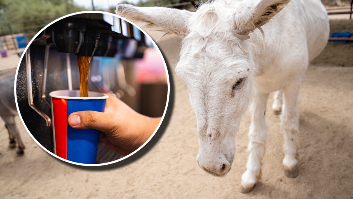 Vets Helped A Sick Donkey By Giving It 24 Liters Of Cola And Somehow It ...
