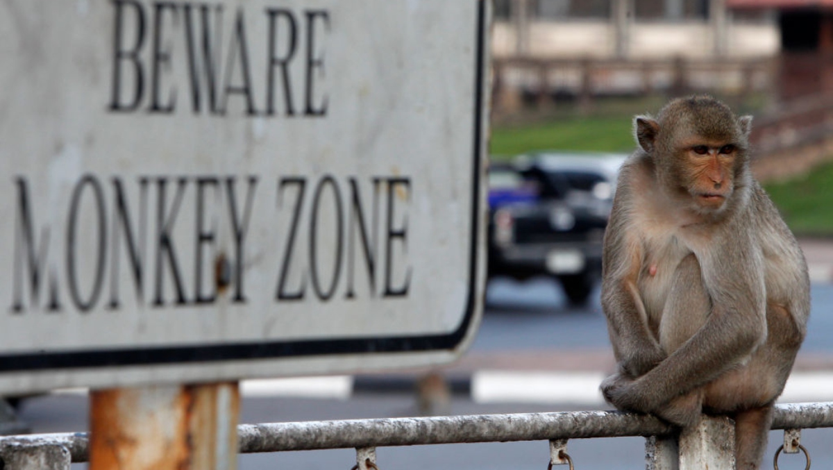 Thousands Of Monkeys Just Pulled Off The Perfect Viral Marketing Stunt ...