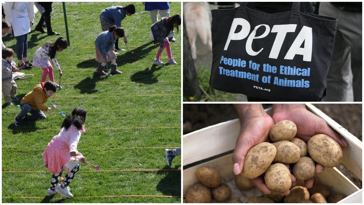 PETA Wants White House Easter Egg Roll To Use Potatoes | OutKick