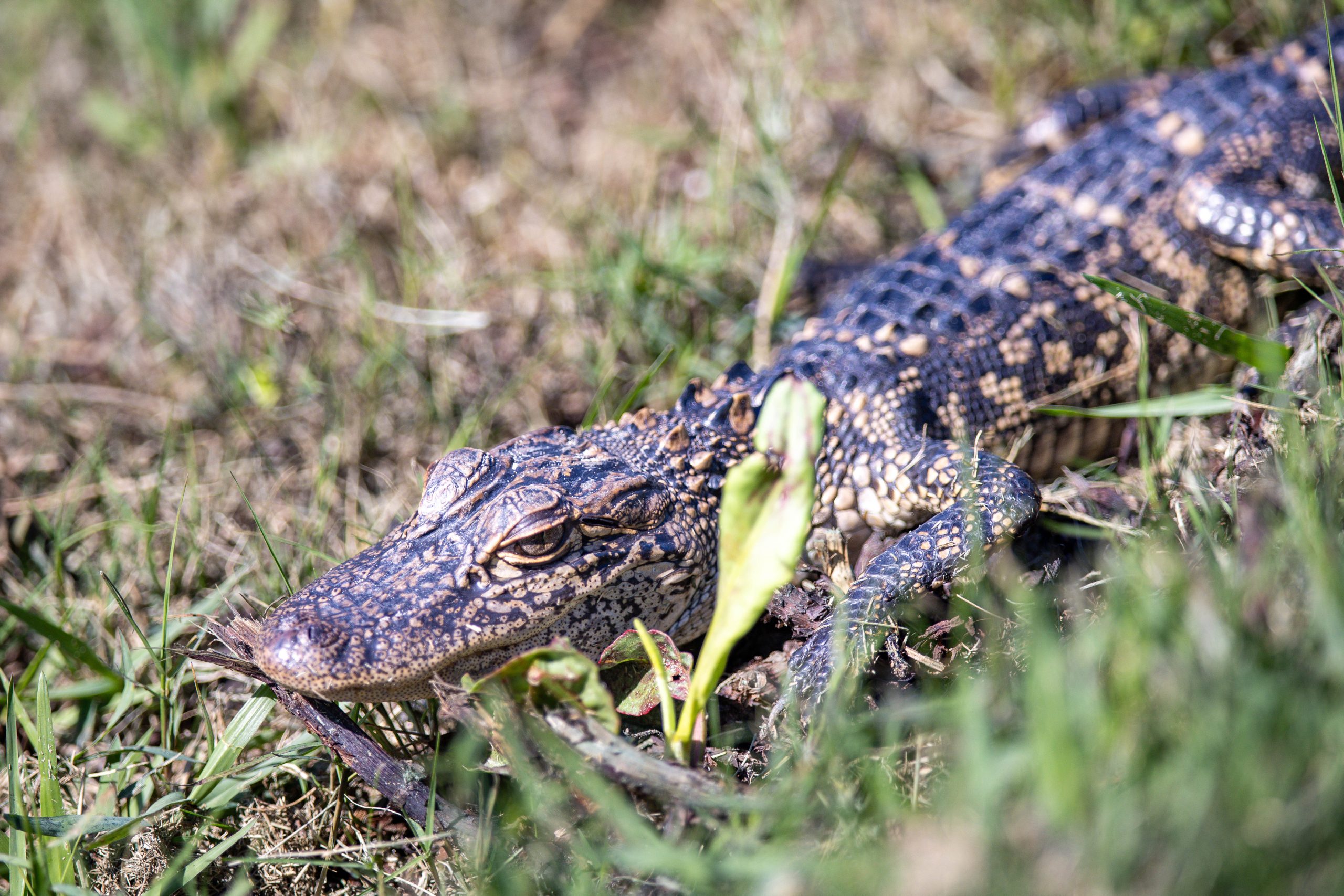 Phillies Fan Loses Beloved Emotional Support Alligator While On ...
