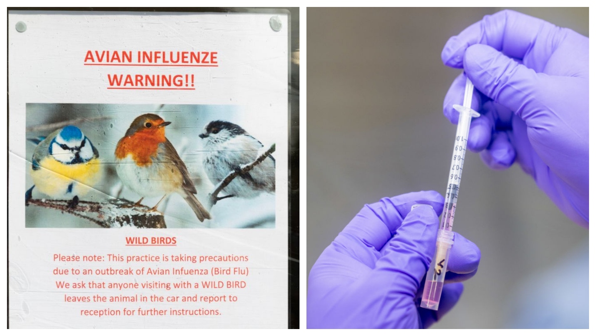Here We Go Again: Finland Becomes First Country To Offer Bird Flu ...