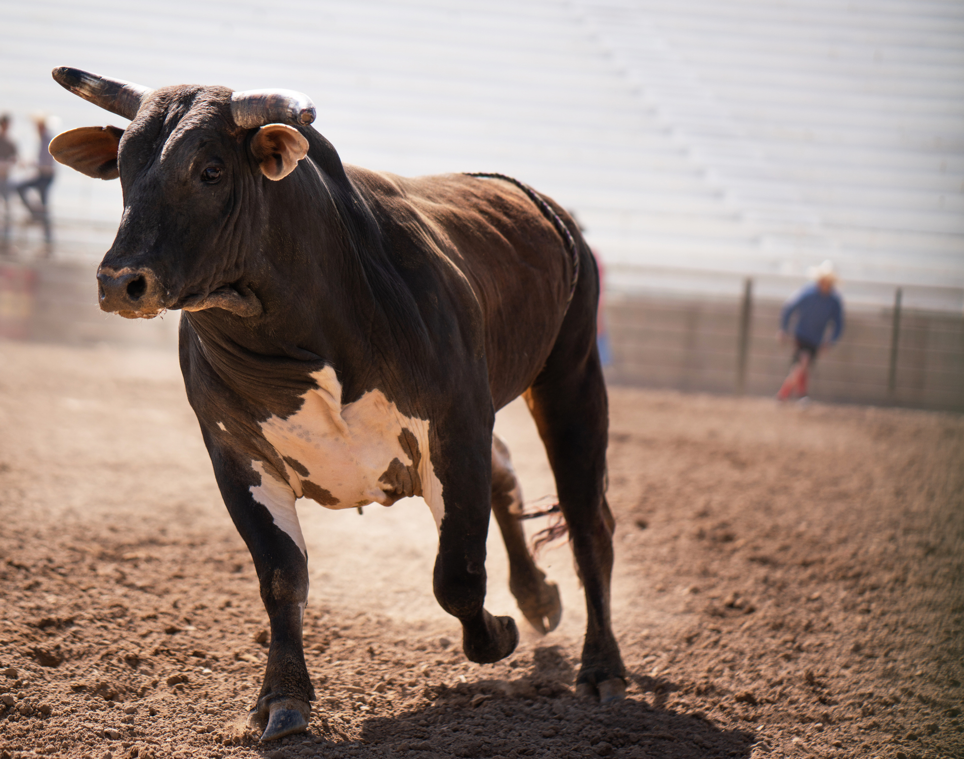 Bull Goes Nuts At Oregon Rodeo, Jumps A Fence, Flips A Woman, Hurts 3 ...