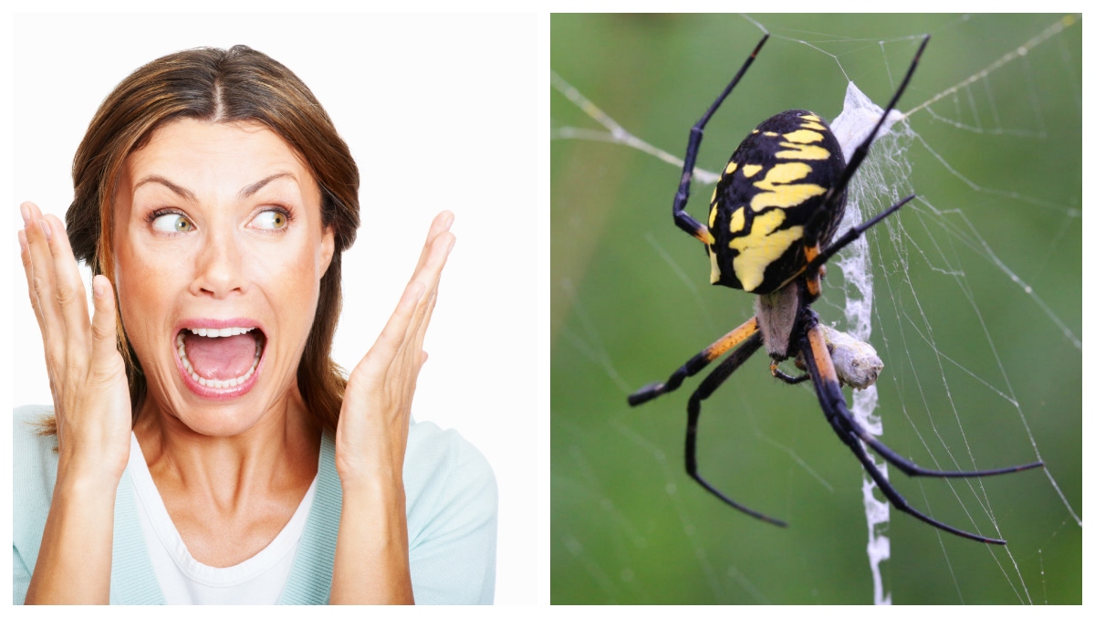 Giant, Flying Joro Spiders As Big As Your Hand Are Coming To New York ...