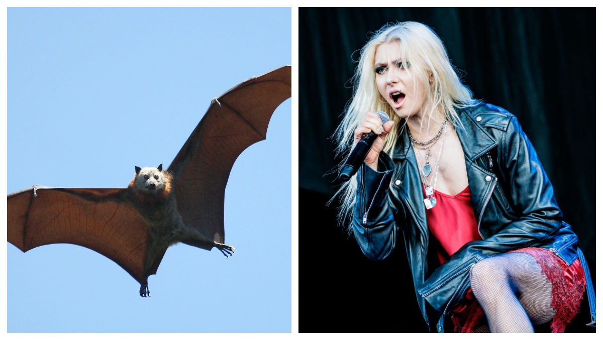 Pretty Reckless singer Taylor Momsen Bit By a Bat During AC/DC ...