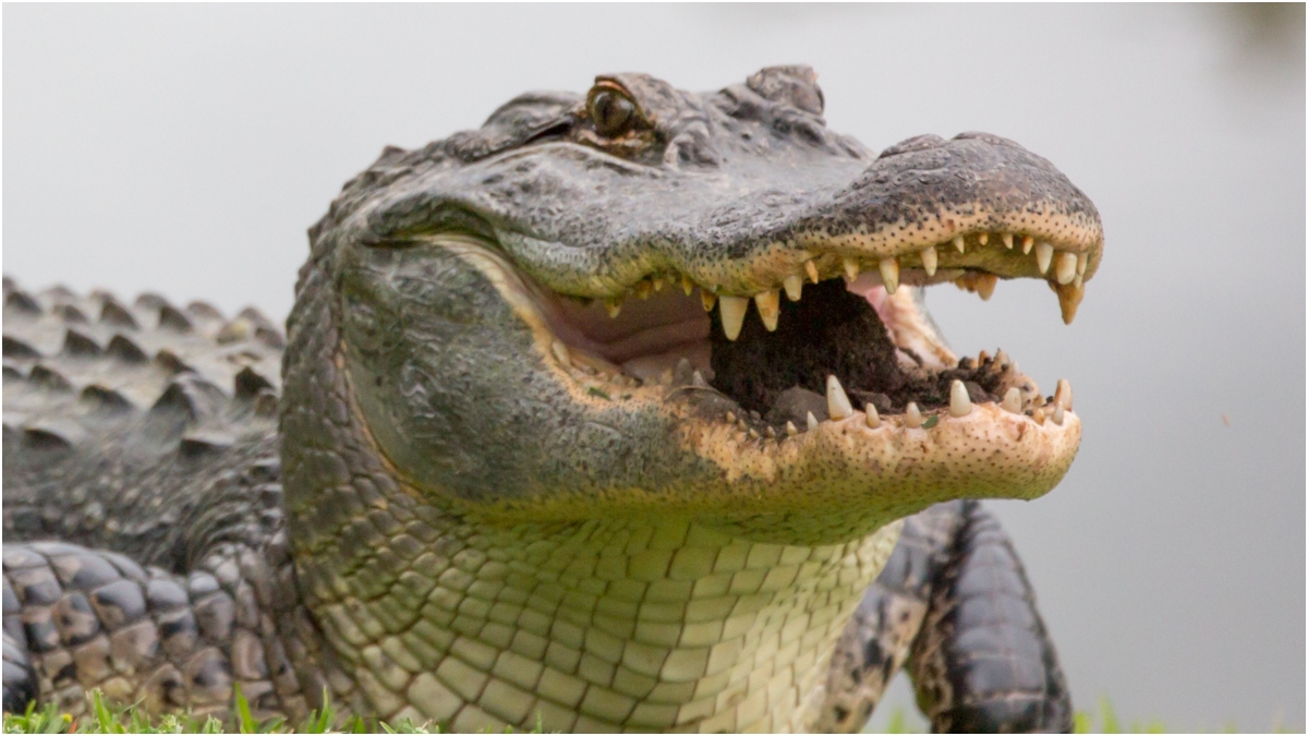 Alligator Attack In Florida Leads To Panicked 911 Call: LISTEN | OutKick