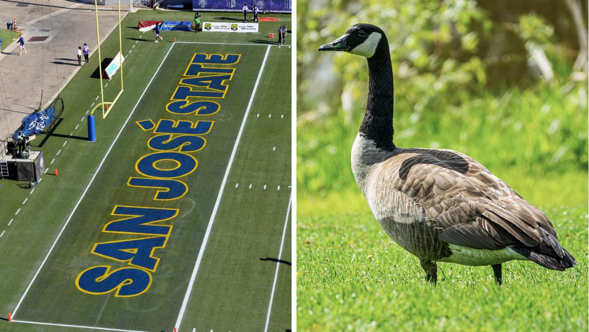 San Jose State Football Finds A Creative Solution To Its Goose Poop ...