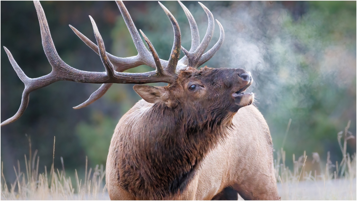 Massive Elk Charges Car In Crazy Video | OutKick