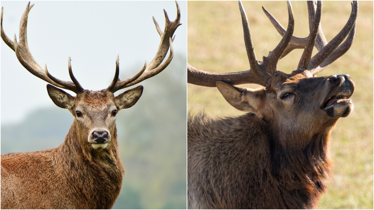 Massive Buck Fights An Elk And Wins: VIDEO | OutKick