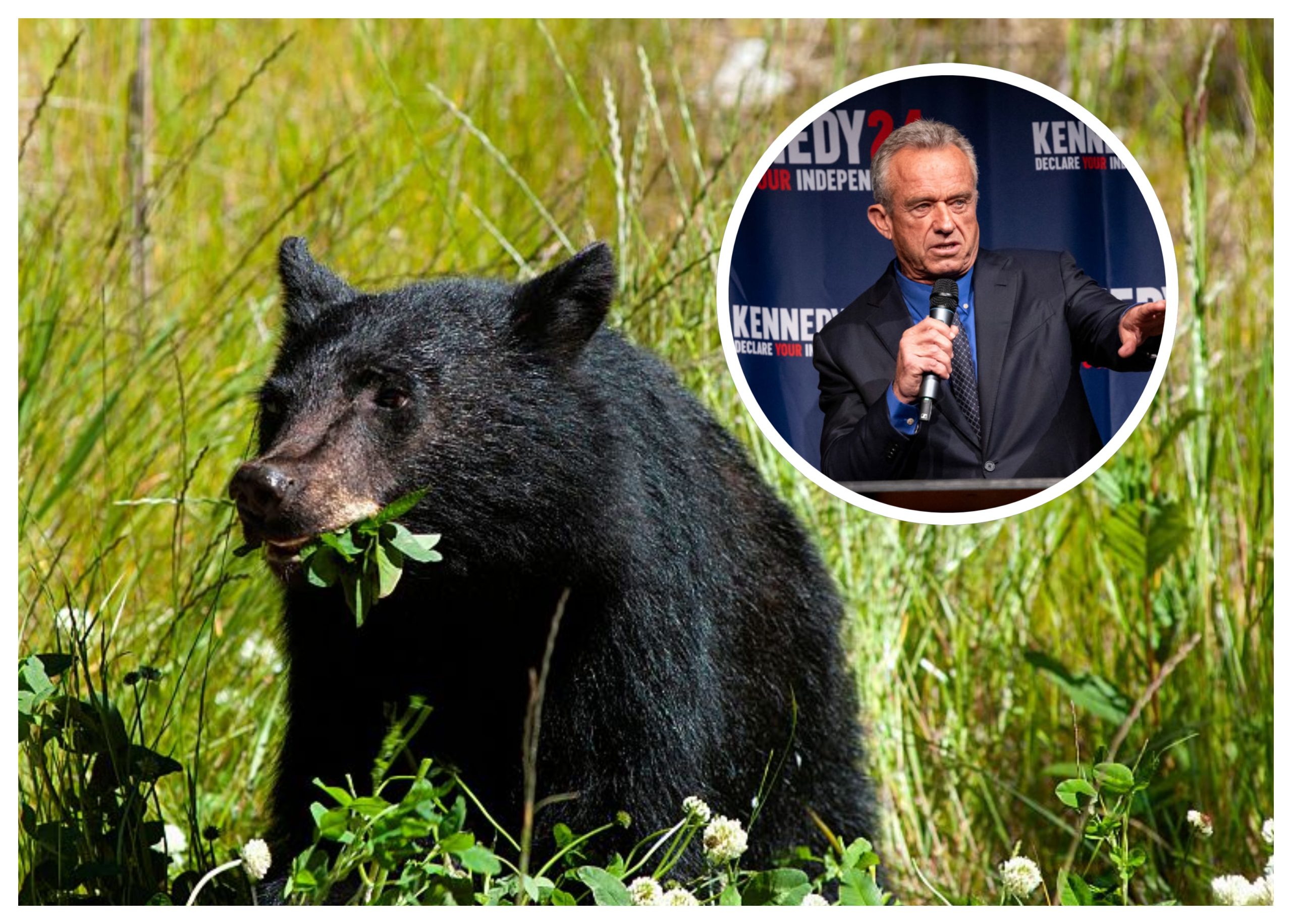 Robert F. Kennedy Shares Wild Story On How He Got Rid Of A Dead Bear ...