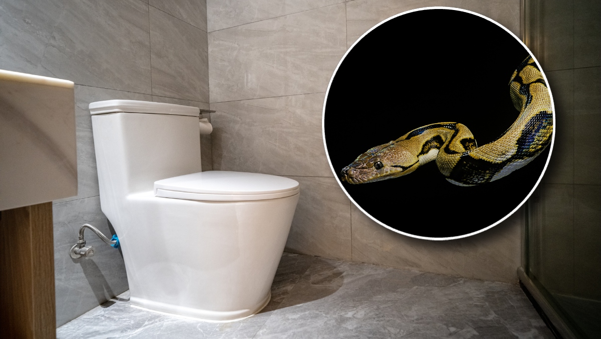 Man Says Snake Bit Him On The Balls While He Was On The Toilet | OutKick