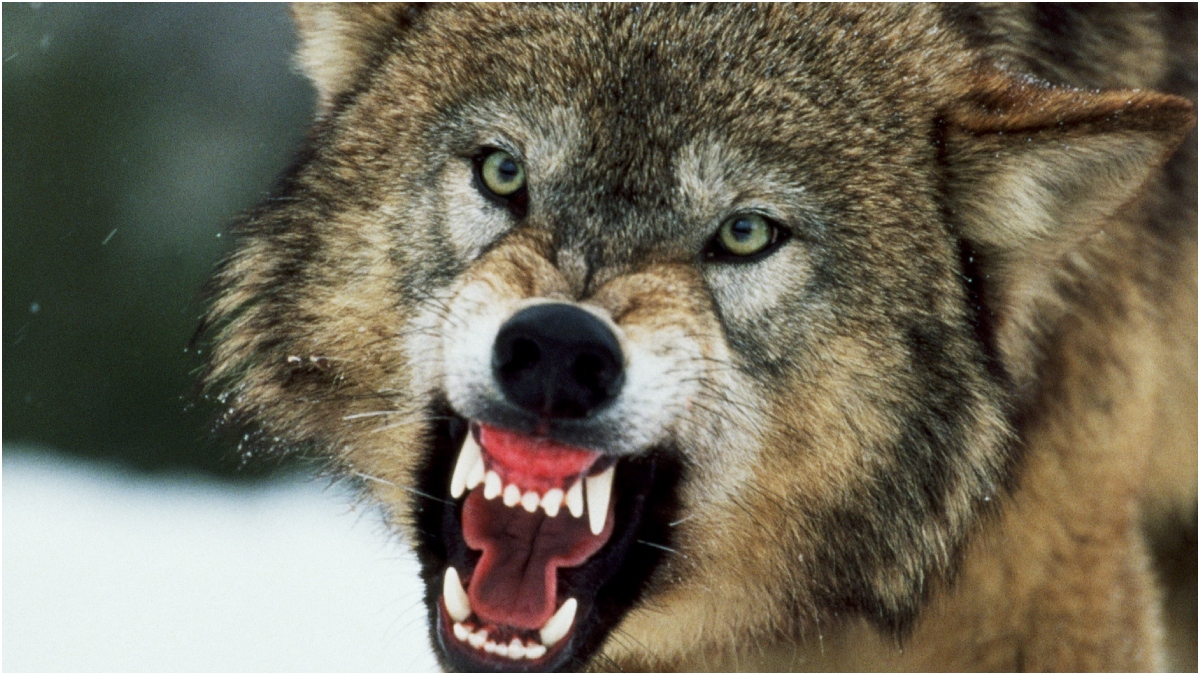 Elk Fights Off Wolves In Stunning Video: WATCH | OutKick