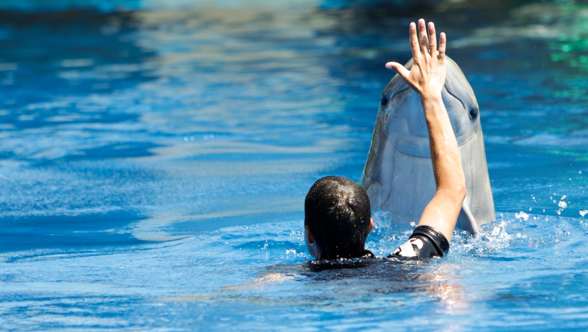 Man Lucky To Be Alive After Horny Dolphin Attacked Him While He Was ...