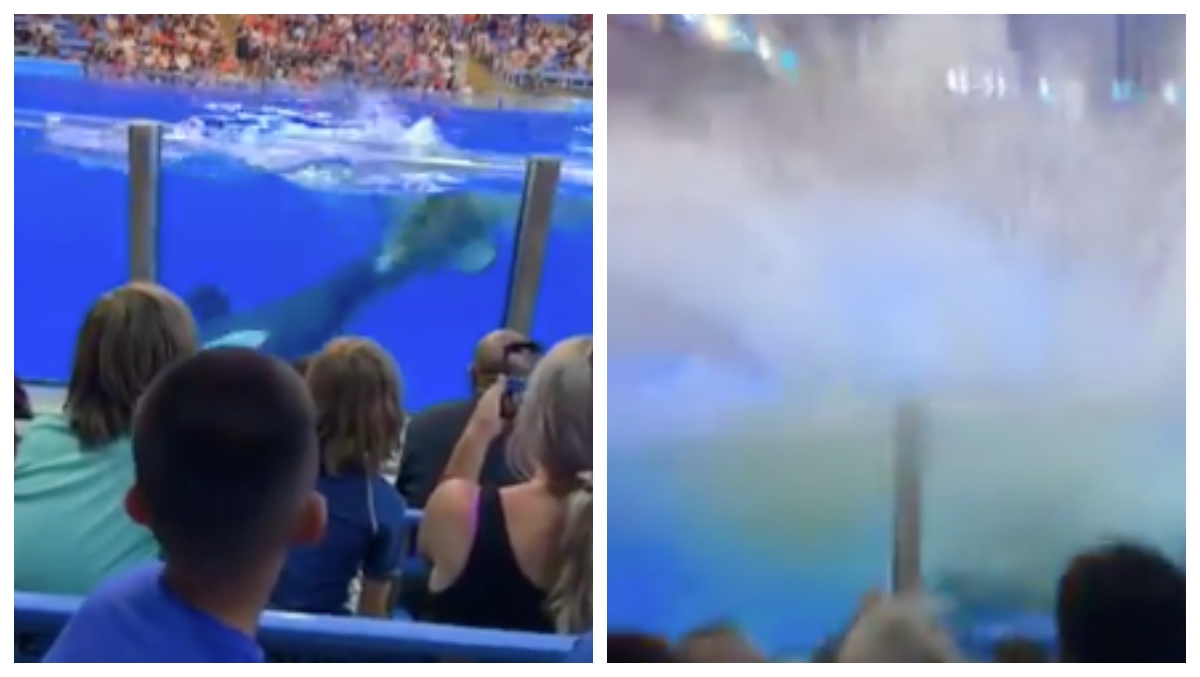 Killer Whale Drops Deuce At SeaWorld Then Splashes Poop Water All Over ...