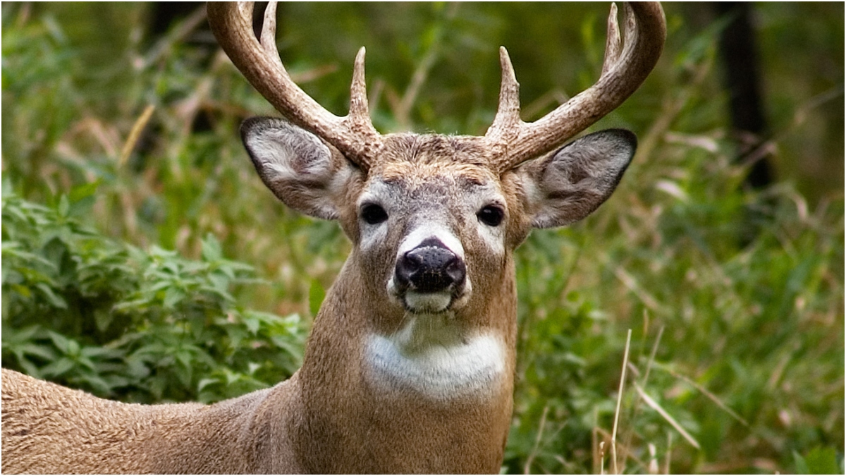 Hunter Shows Off Coolest Buck Mount You'll Ever See: PHOTO | OutKick