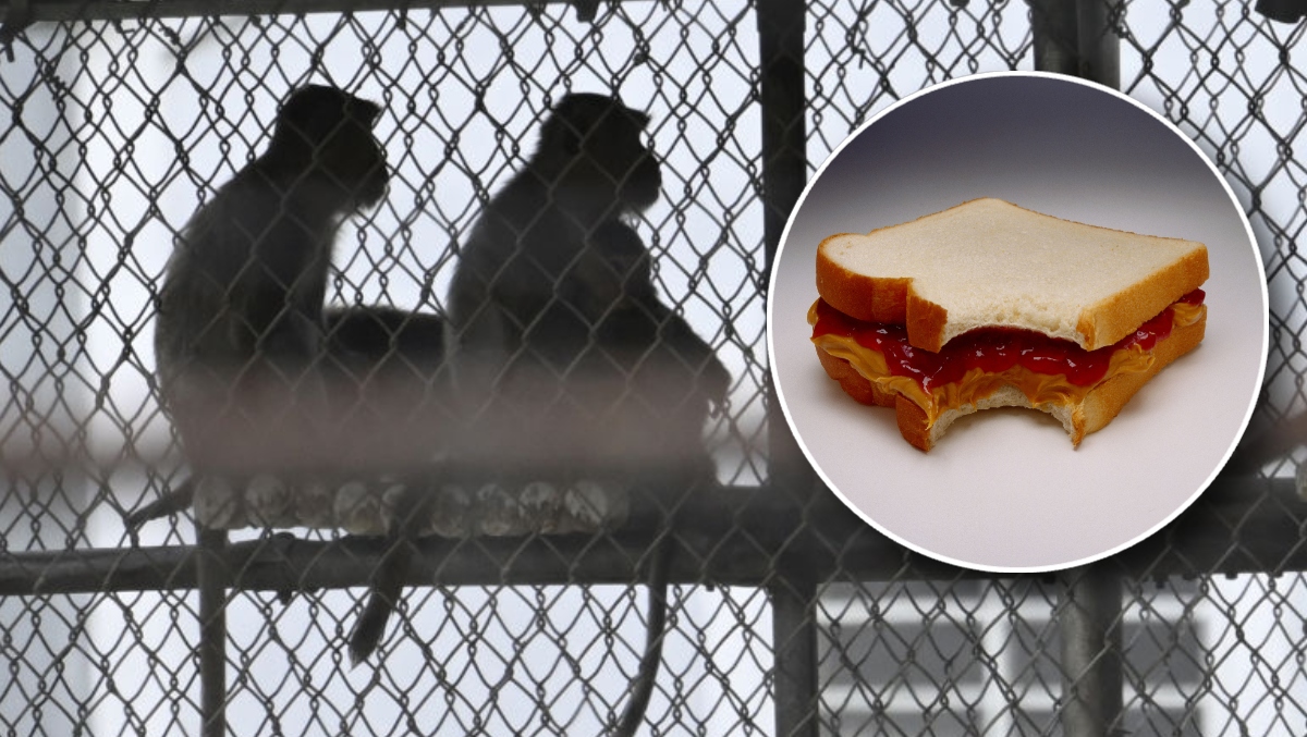 Only 11 Escaped Lab Monkeys Remain On The Loose, Others Are Crushing PB ...