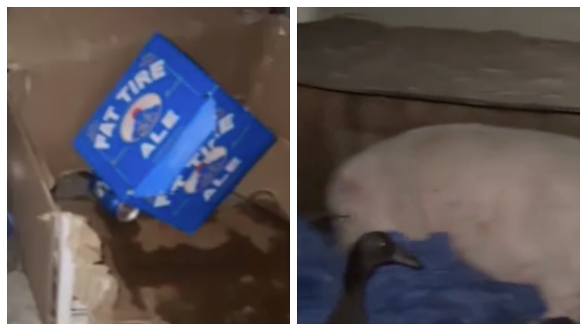 Pet Pig Named Strawberry Gets Hammered After Drinking Beer Found In The ...