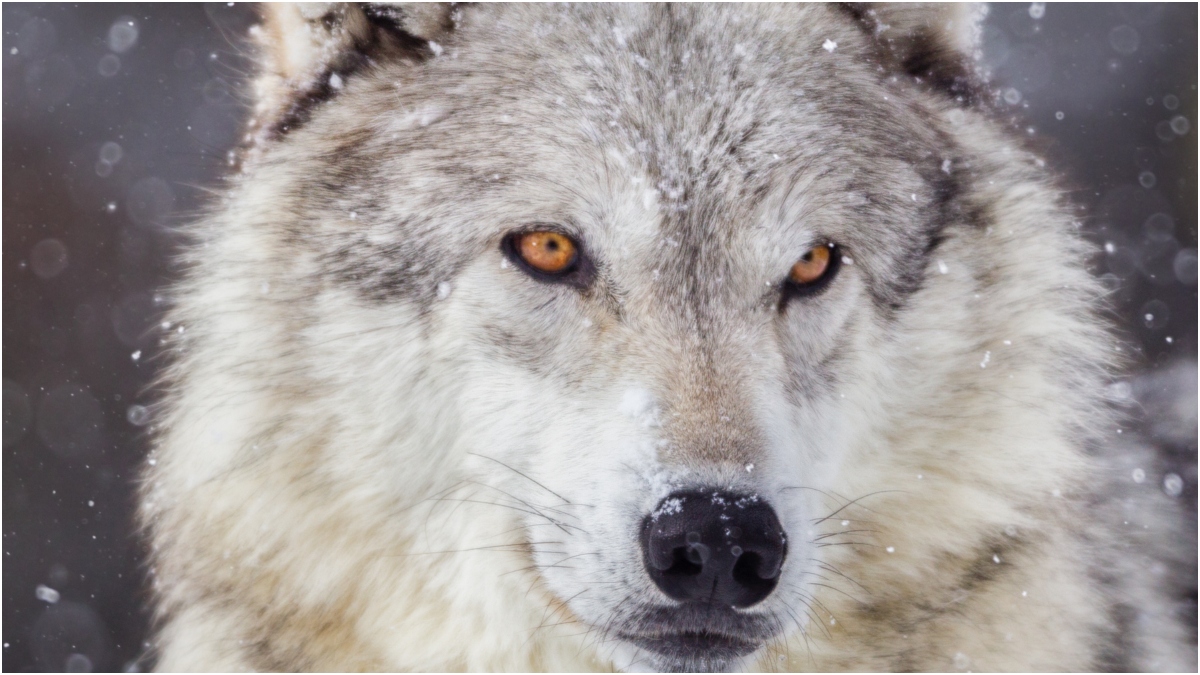 Wolf Captured On Video In Michigan Playing In The Snow: WATCH | OutKick