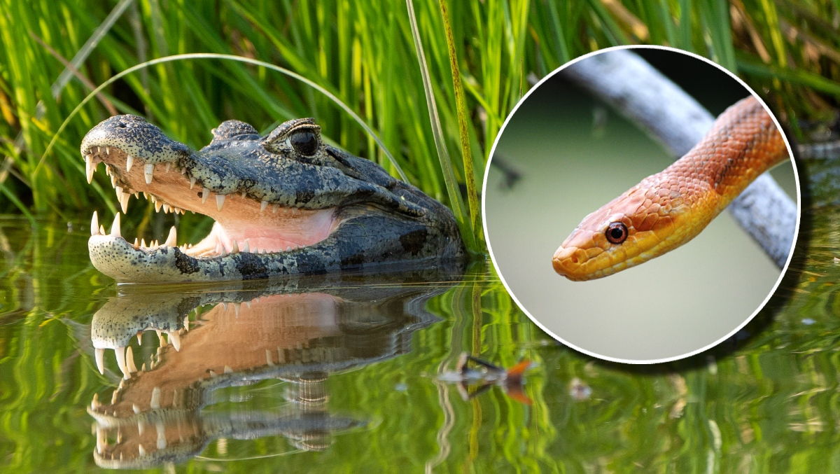 If You Needed Another Reason To Stay Inside, Here’s An Alligator ... If You Needed Another Reason To Stay Inside, Here’s An Alligator ...