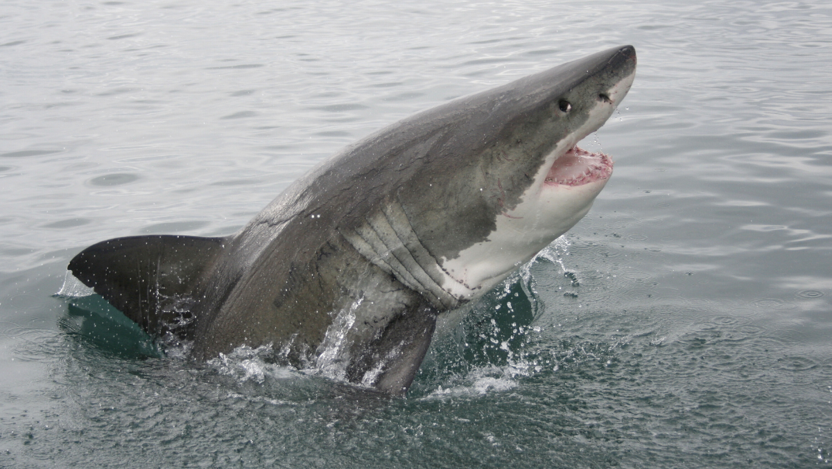 Fisherman Reels In 10-Foot Great White Shark On Florida Beach | OutKick