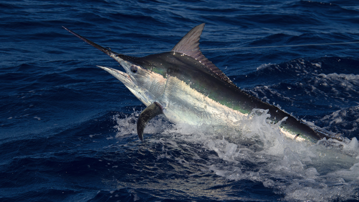 You Won't Believe The Size Of This Blue Marlin Just Caught In Kona ...