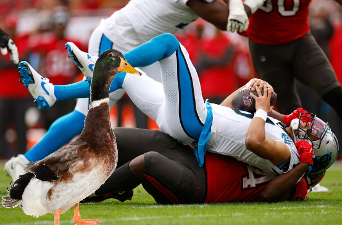 Wayward Duck Disrupts Buccaneers, Panthers Game | OutKick