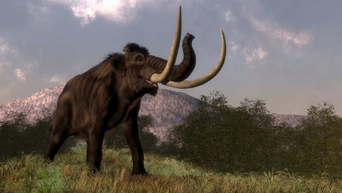 New York Man Finds Mastodon Jaw In His Lawn | OutKick