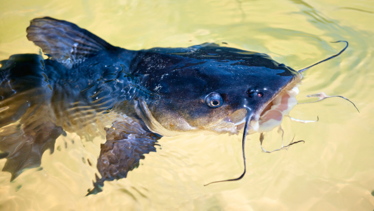 Angler Catches 8-Foot, 150-Pound Catfish — Could Be Biggest Ever In U.K ...