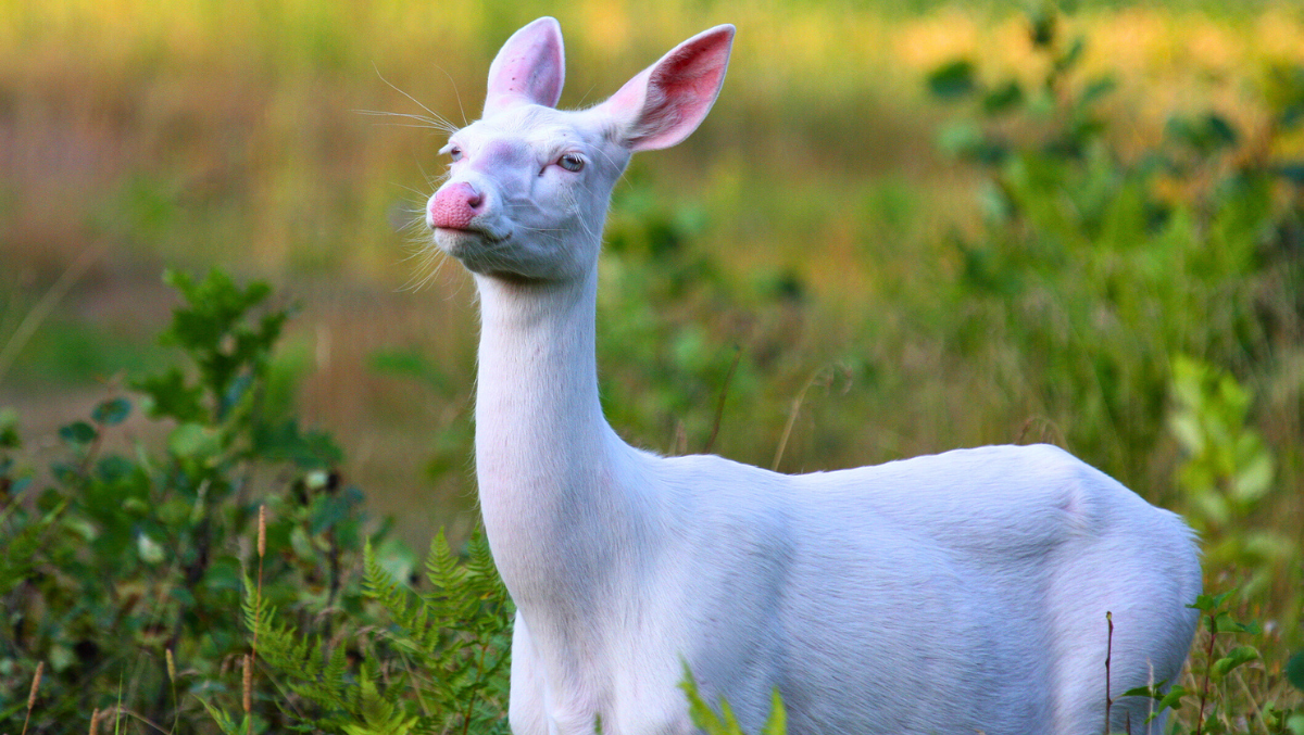 Rare Albino Deer Caught On Video In North Carolina | OutKick