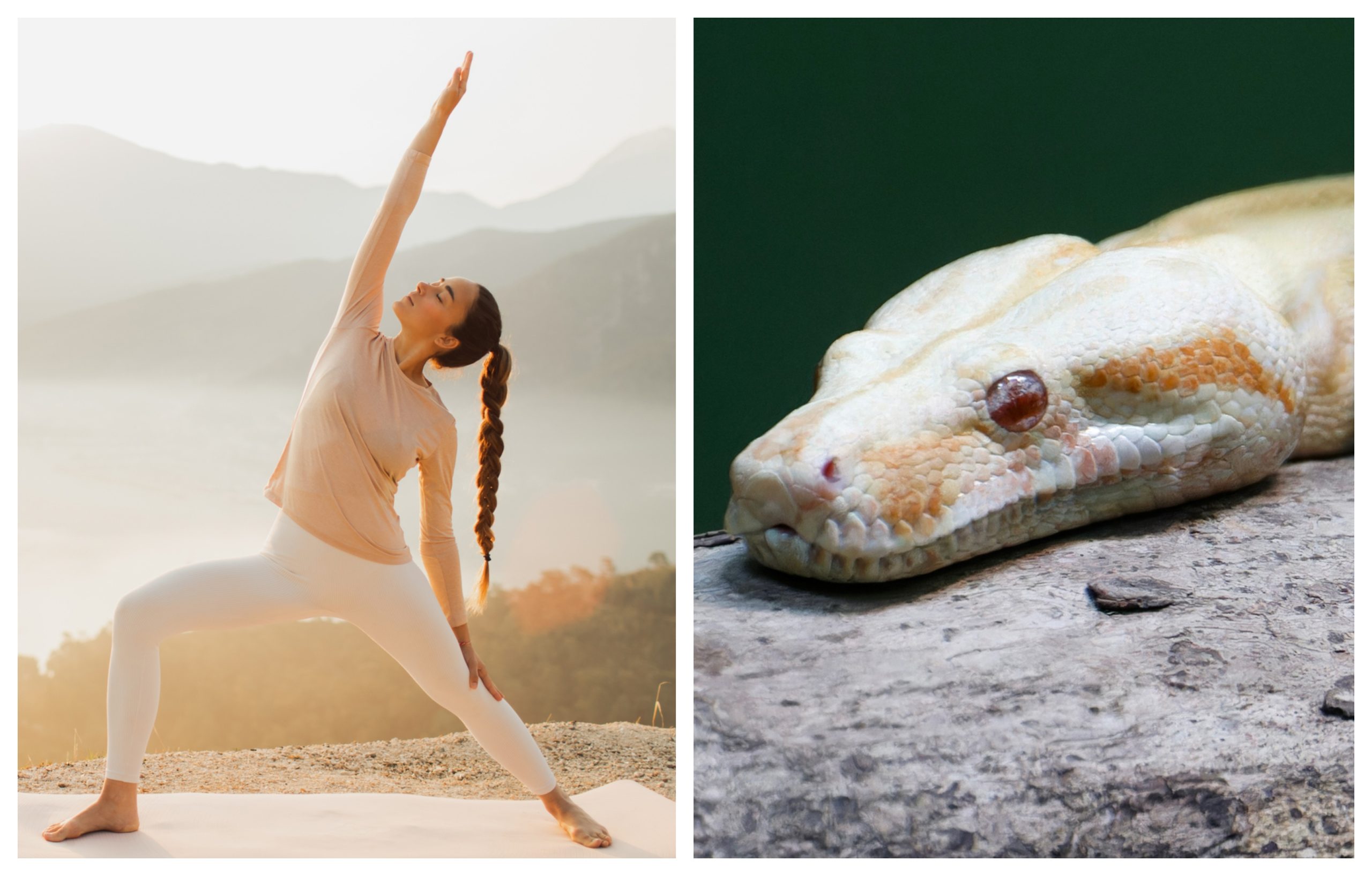 Snake Yoga Exists In California If You're Into That Sort Of Thing | OutKick
