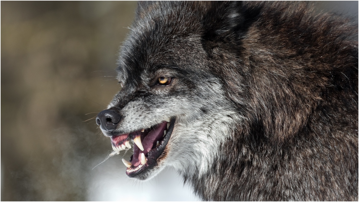 Black Wolf Captured On Video In Yellowstone At A Hot Spring: WATCH ...