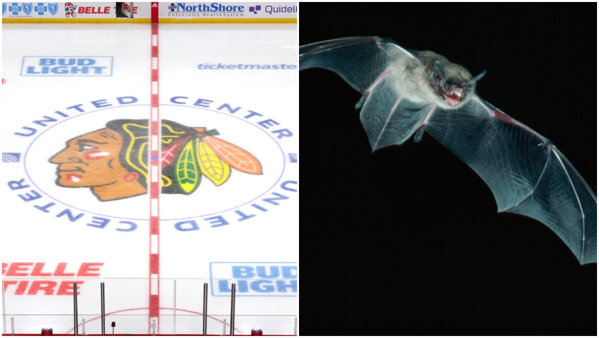 Chicago Bat-Hawks: Winged Rodent Invades Blackhawks Game | OutKick