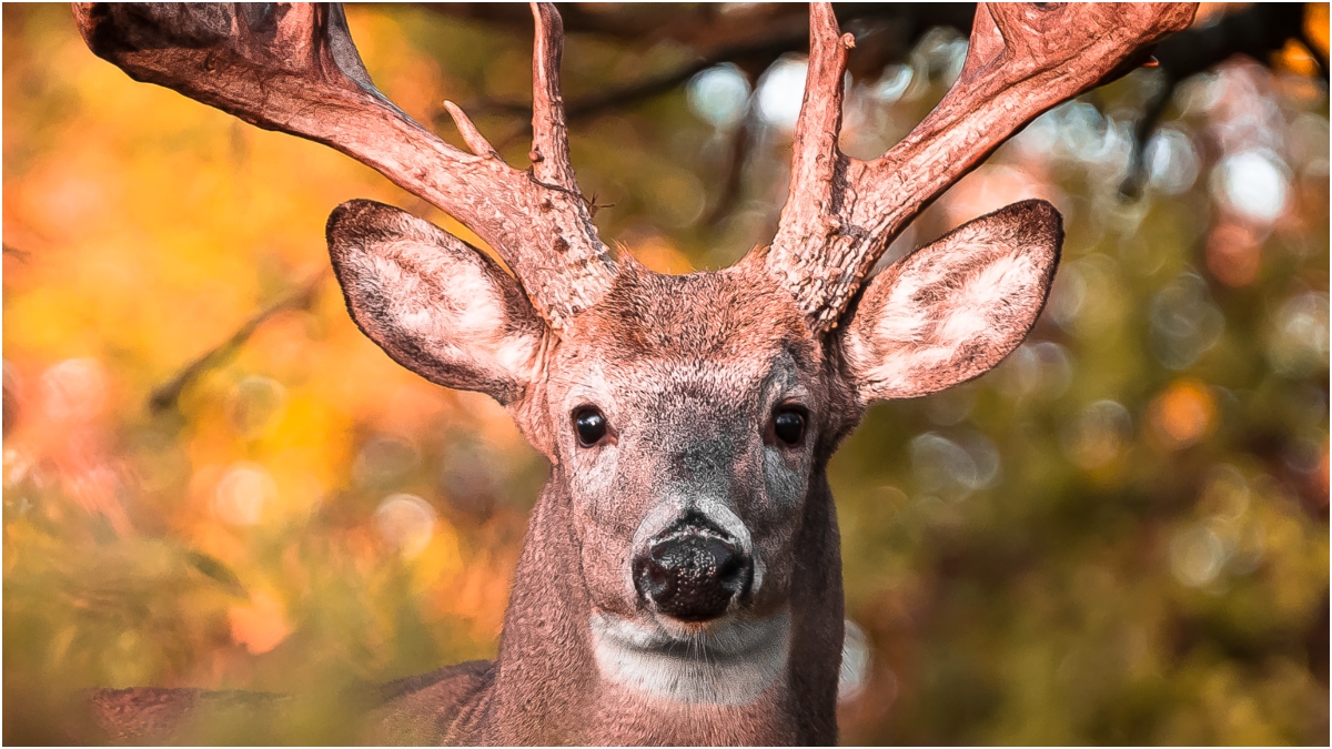 Hunter Smokes Several Massive Bucks, Photos Are Insane | OutKick