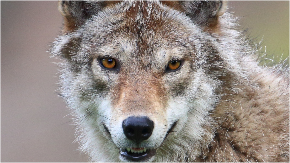 Coyote Caught On Video With Beer Can: WATCH | OutKick