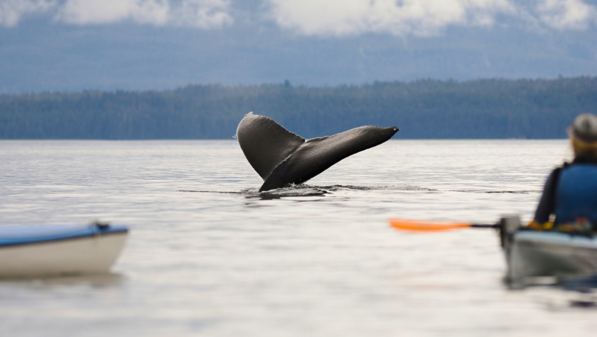 WATCH: Humpback Whale Swallows Kayaker Whole ...Then Spits Him Back Out ...