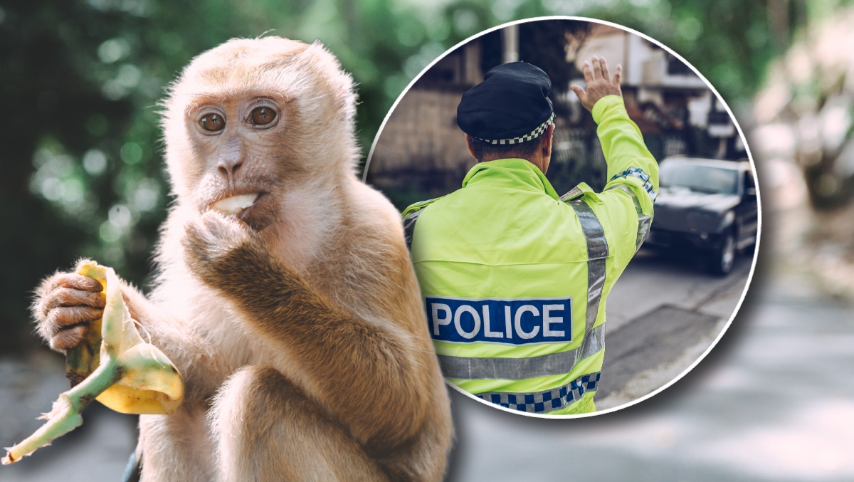 Planet Of The Apes Getting Closer Now That We’ve Got Monkeys Directing ...